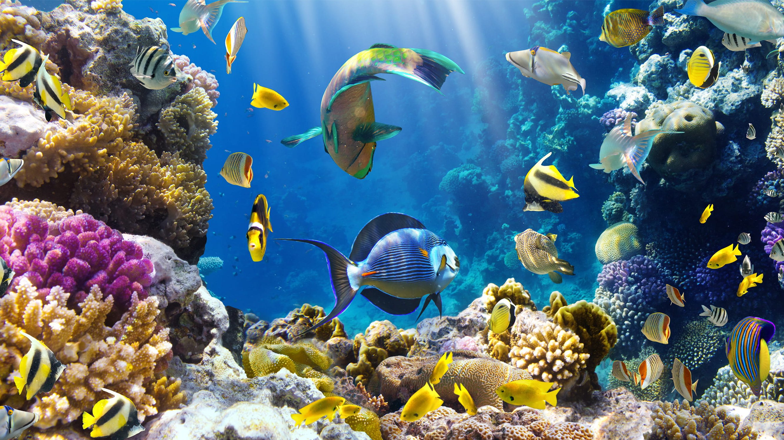 Veliki Koralni Greben